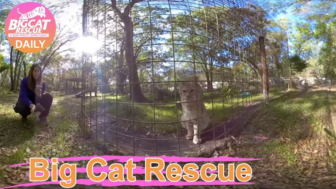 See what we see!! Big Cat Rescue in 360! 02 29 2020 - YouTube