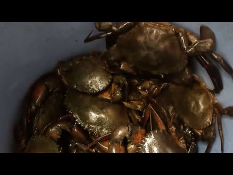 crabs hunting in goa 🦀# vlog fishing video - YouTube
