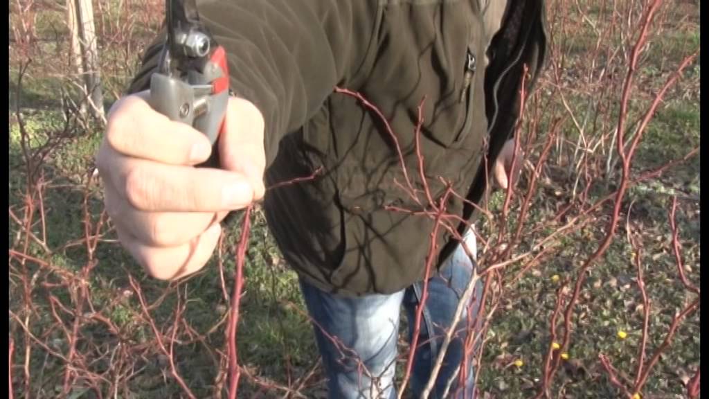 Orezivanje Borovnice Mladenovac - YouTube