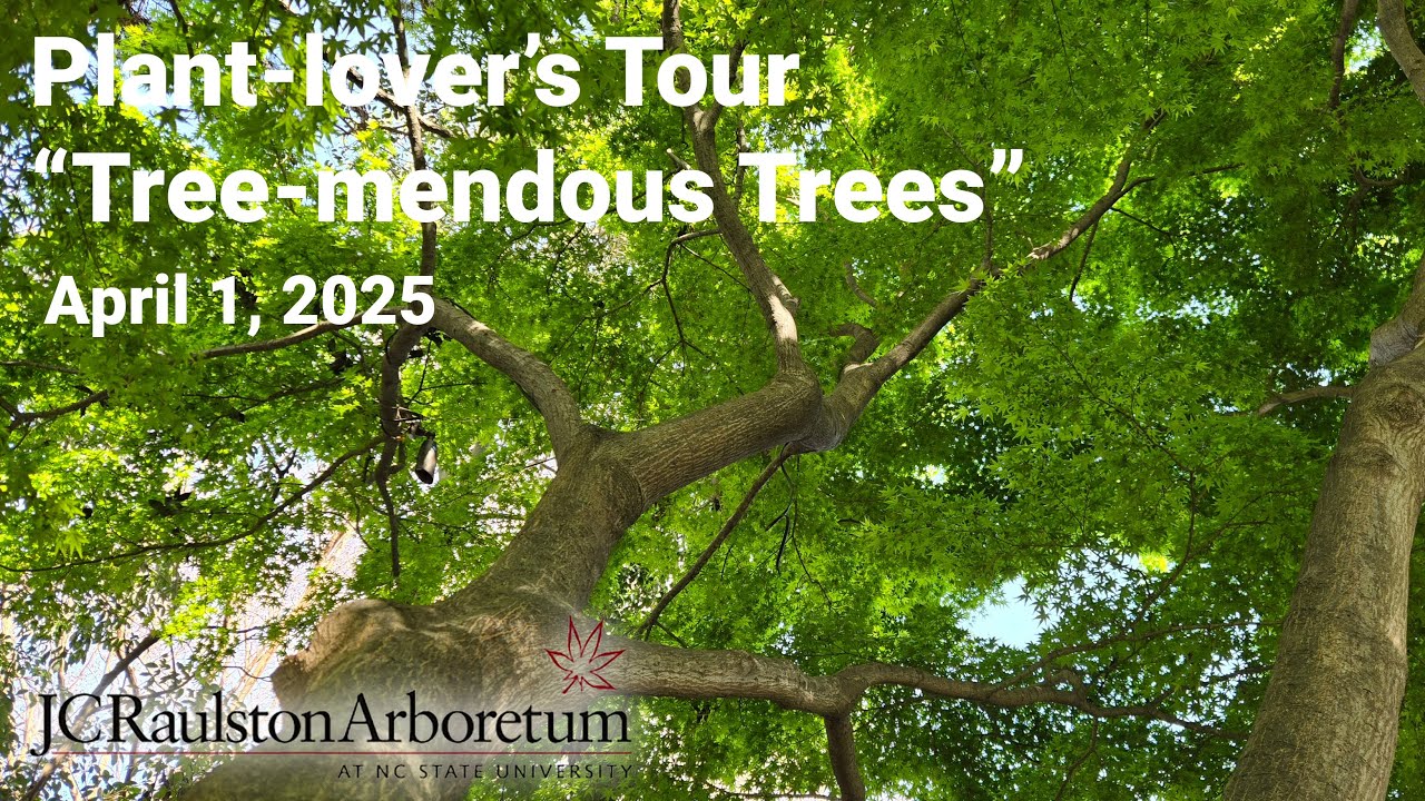 Plant-lover’s Tour - “Tree-mendous Trees” - YouTube