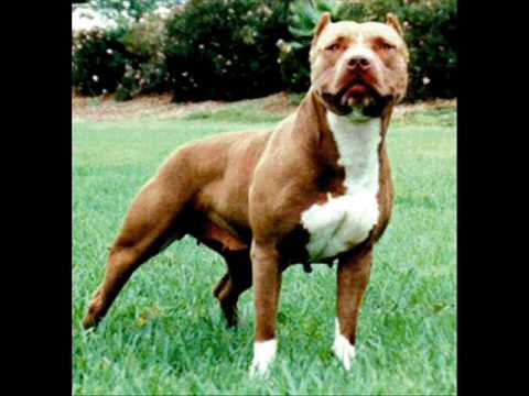 canavar pitbull