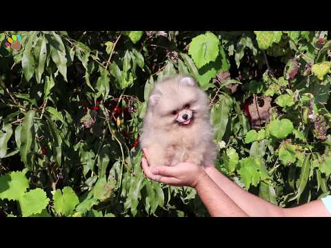 Minik ve çok sevimli Pomeranian Boo yavrumuz