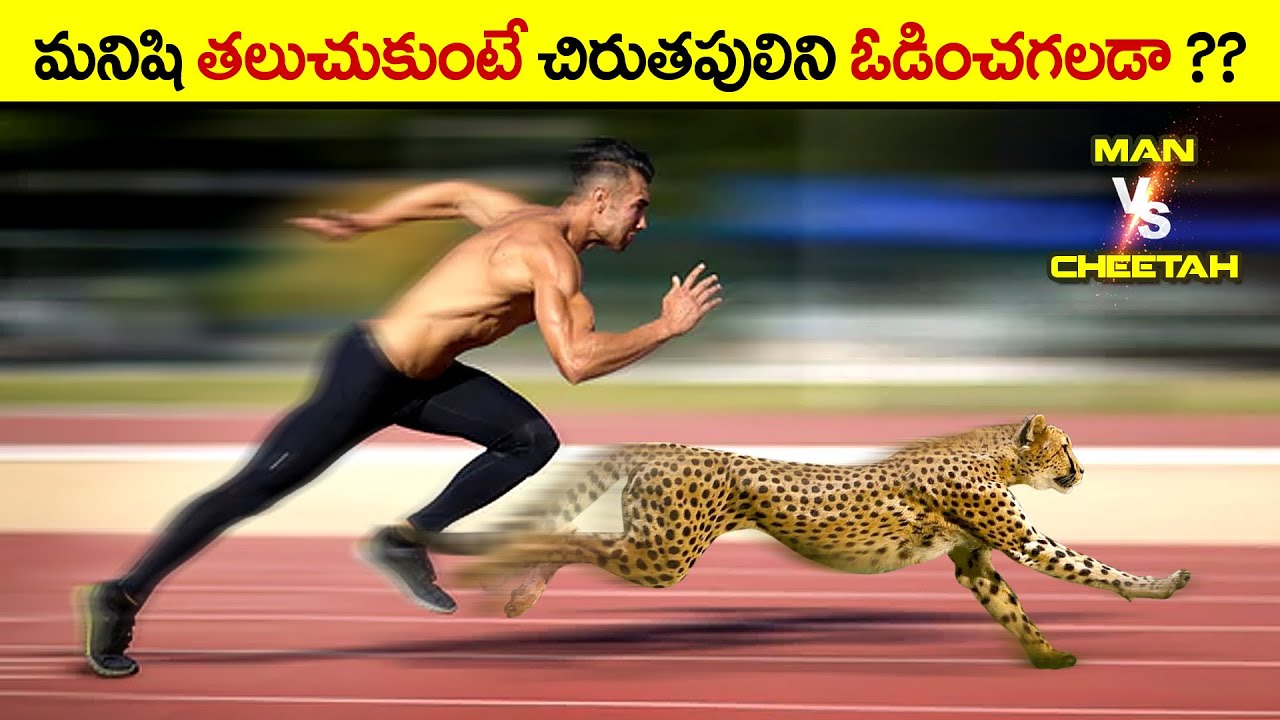 🔵 మనిషి, చిరుత ని ఓడించగలడా | why cheetah run so fast | man vs cheetah ...