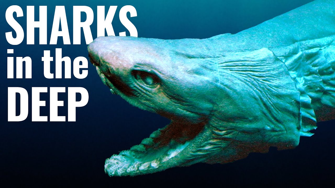 The Weird World of Deep Sea Sharks - YouTube