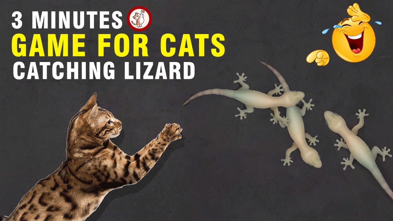 REALISTIC LIZARD HUNT GAME FOR CATS CREEPS AND GLIDES FAST – GAME FOR ...