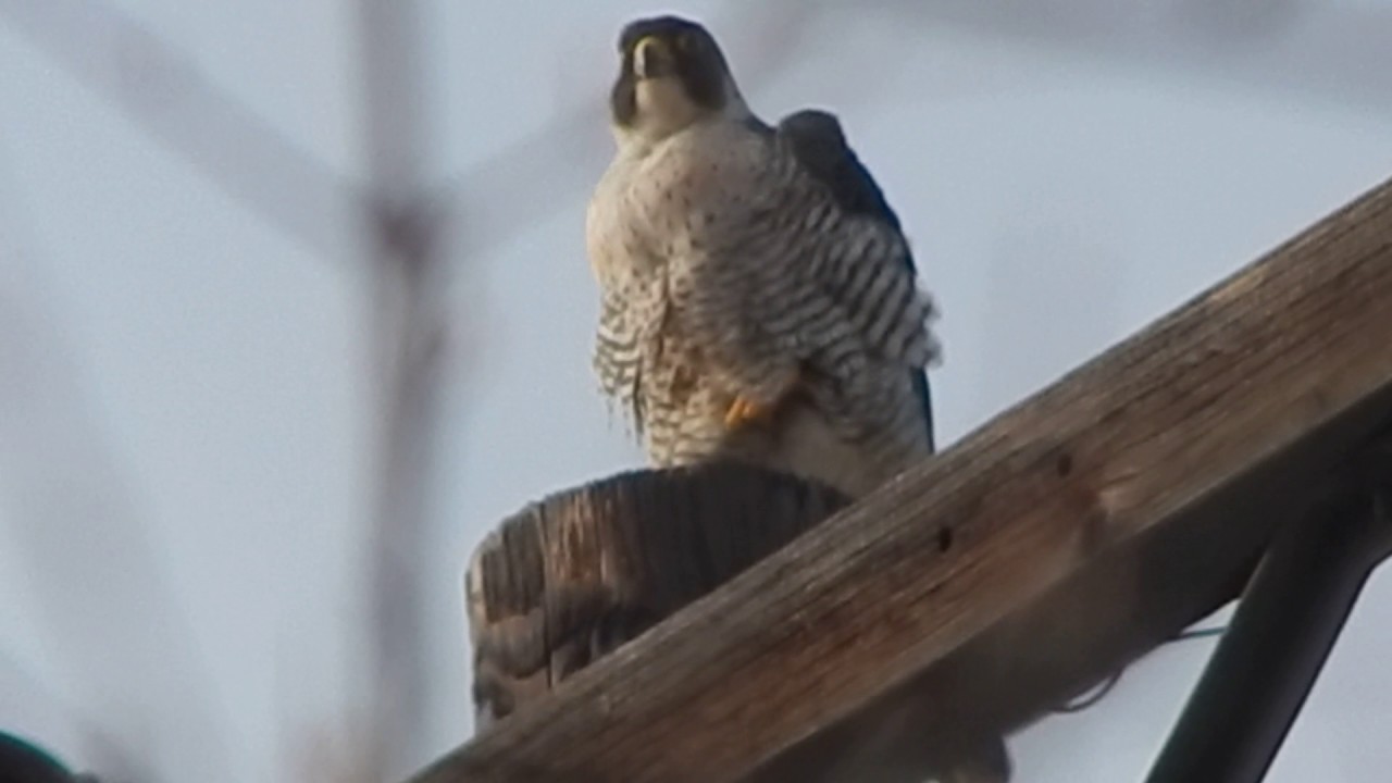 Peregrine Falcon at my backyard - YouTube