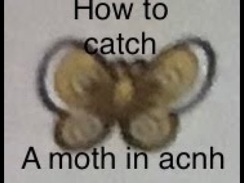 How to catch a moth in acnh - YouTube