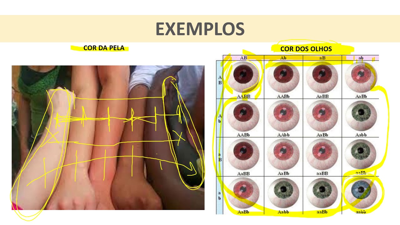 Exercicios Sobre Herança Quantitativa - FDPLEARN