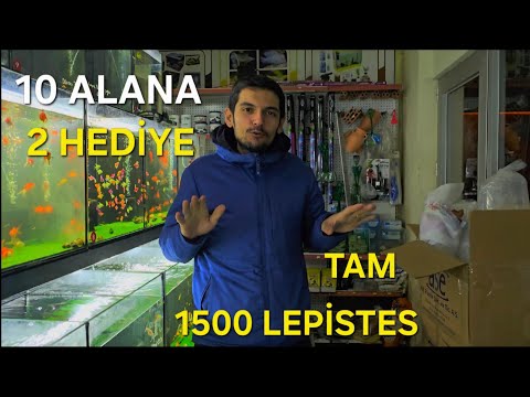 1500 TANE LEPİSTES GELDİ ! 10 ALANA 2 HEDİYE SÜPER BALIKLAR #lepistes #lepistesakvaryumu #akvaryum