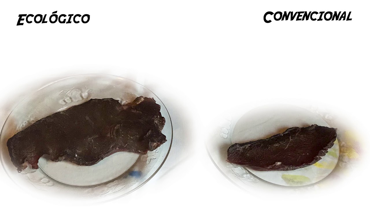 Putrefacción de Carne - YouTube