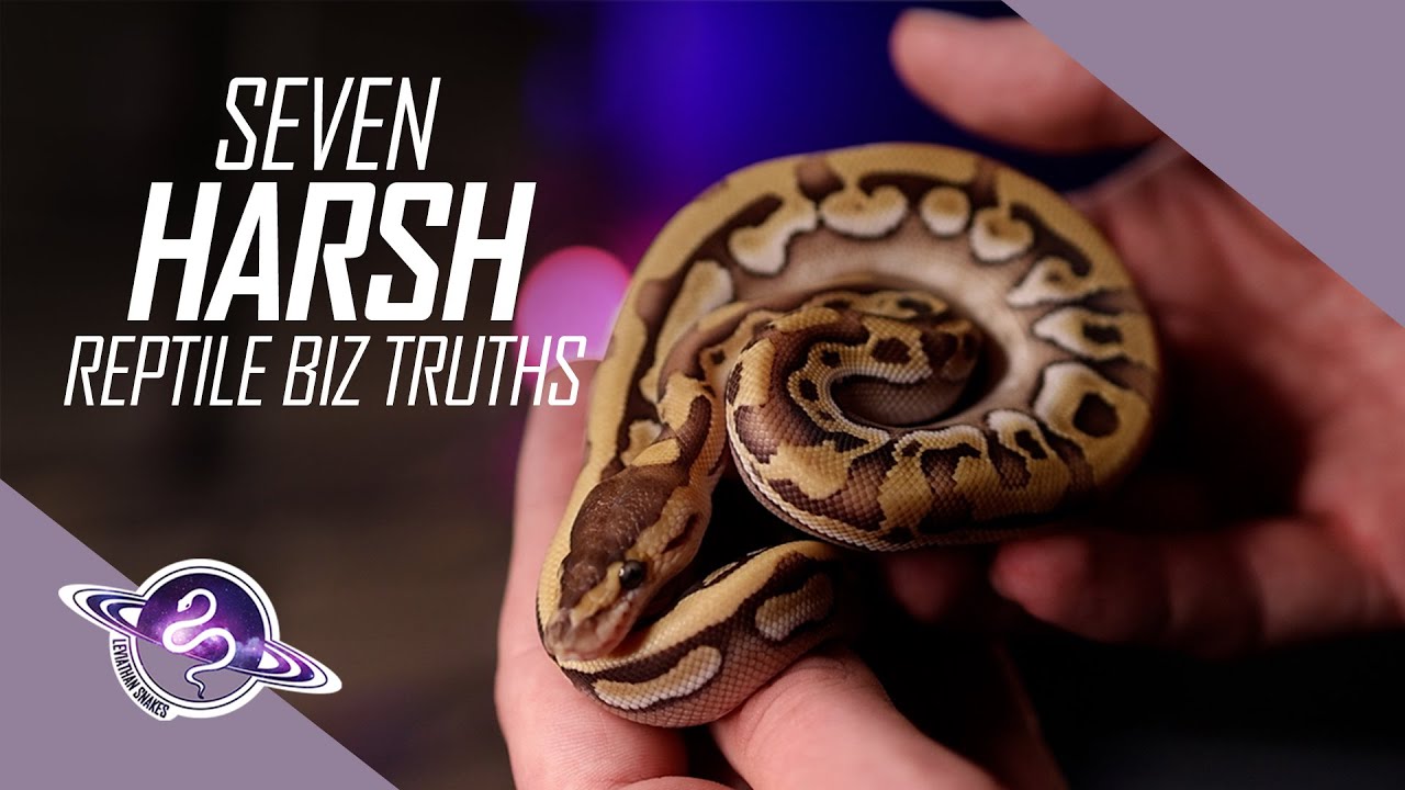 7 Harsh Truths on Starting a Reptile Breeding Business | #ballpython #snake #reptiles - YouTube