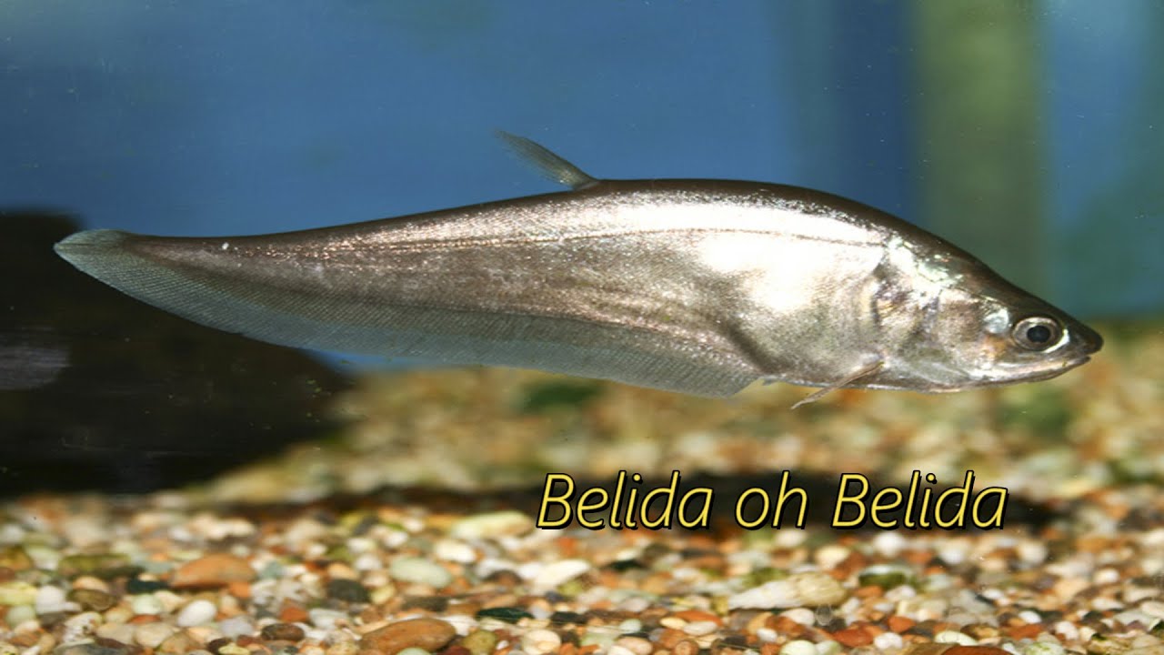 5 JENIS IKAN BELIDA DAN HARGANYA - YouTube