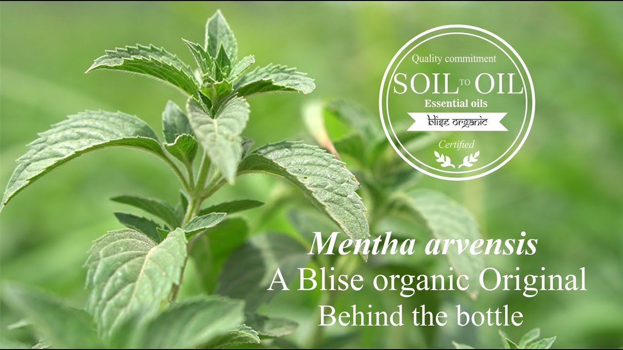 Sourcing Japanese Peppermint oil - Mentha arvensis, SOIL to OIL ...