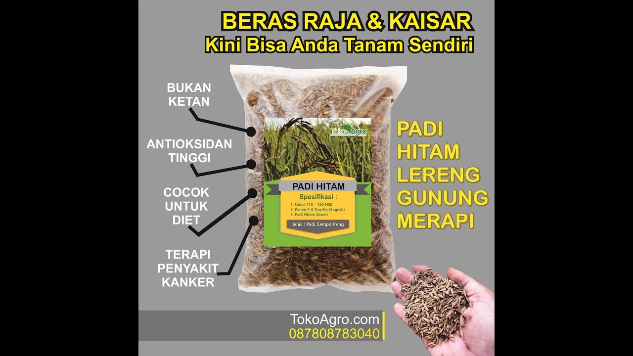 Benih Padi Hitam | Bibit Padi Hitam | Benih Padi Beras Hitam | Bibit ...