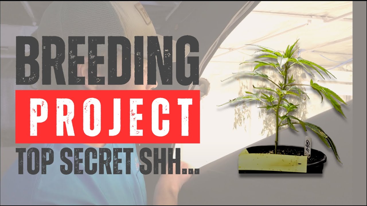 In-House Breeding Projects - YouTube