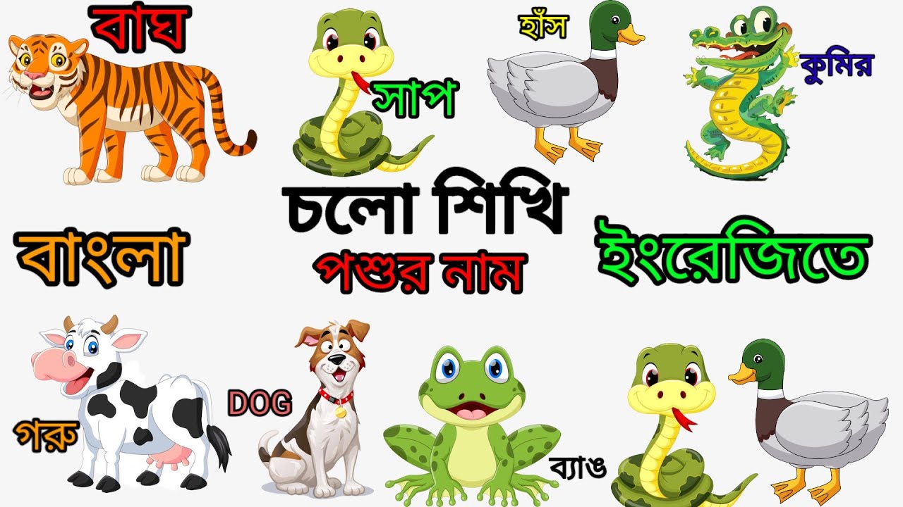 চলো শিখি।বিভিন্ন প্রাণীর নাম | Animals Name Bengali or English-poshu ...