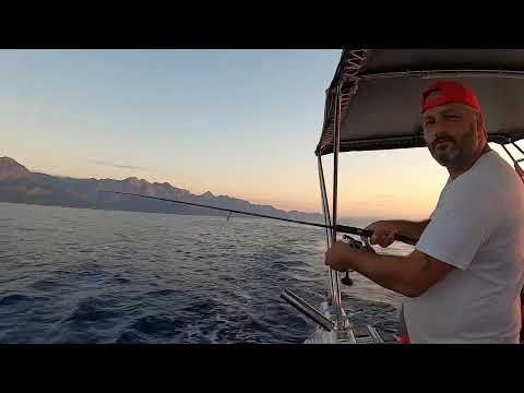 YAZILI ORKİNOSLAR MORAL VERDİ 👍#fishing #boatlife #fishshark #balık #orkinos #deniz