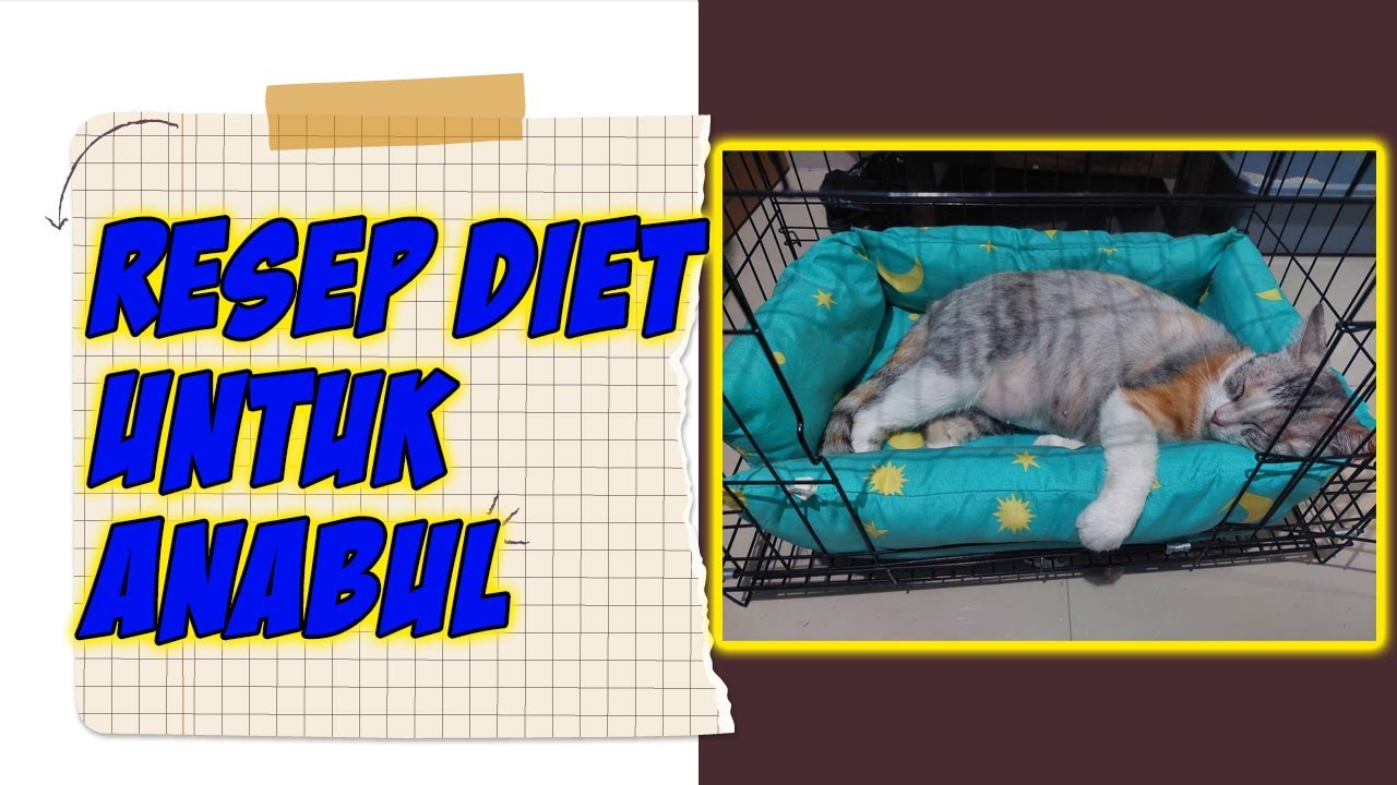 CARA MENURUNKAN BERAT BADAN / MENGATASI OBESITAS KUCING - TIPS KUCING ...