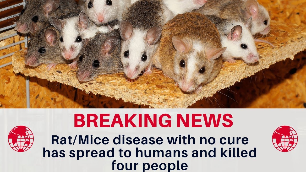 Rat/Mice disease killed four people Hantavirus 07-25-2024 - YouTube