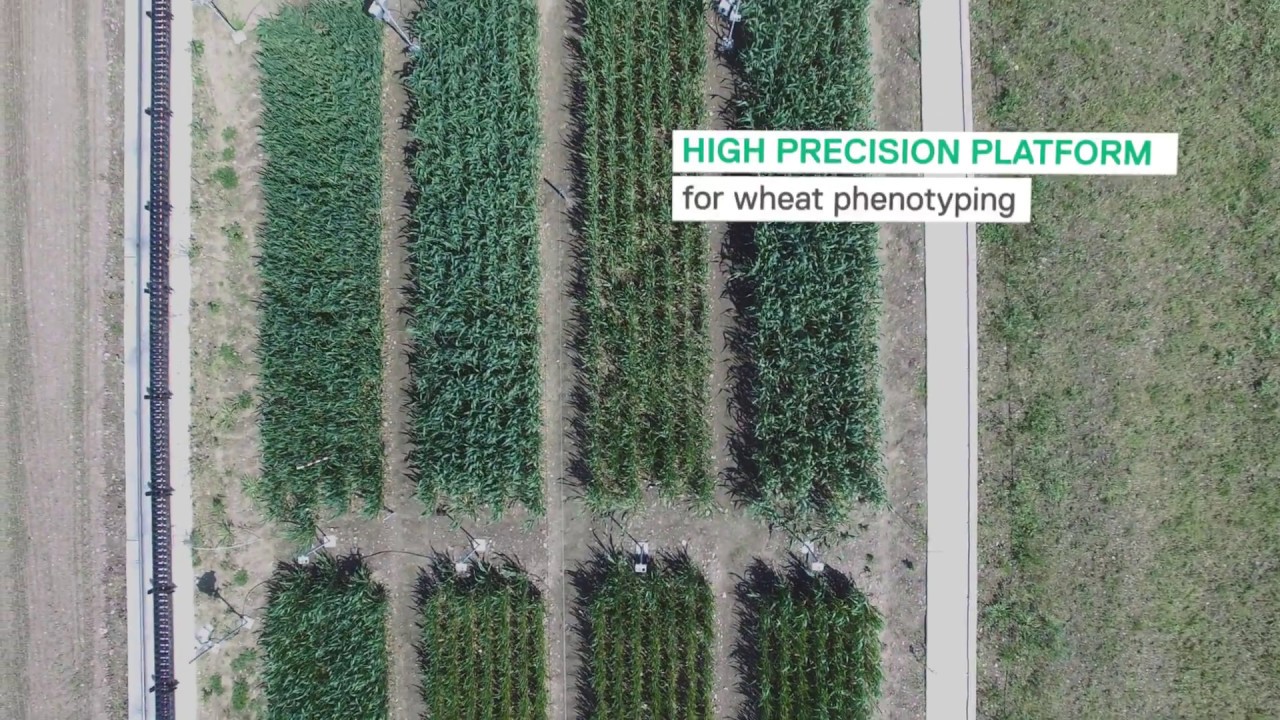 Phenospex FieldScan @ John Innes Center UK - YouTube