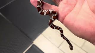 Episode 209 Miami phase cornsnakes