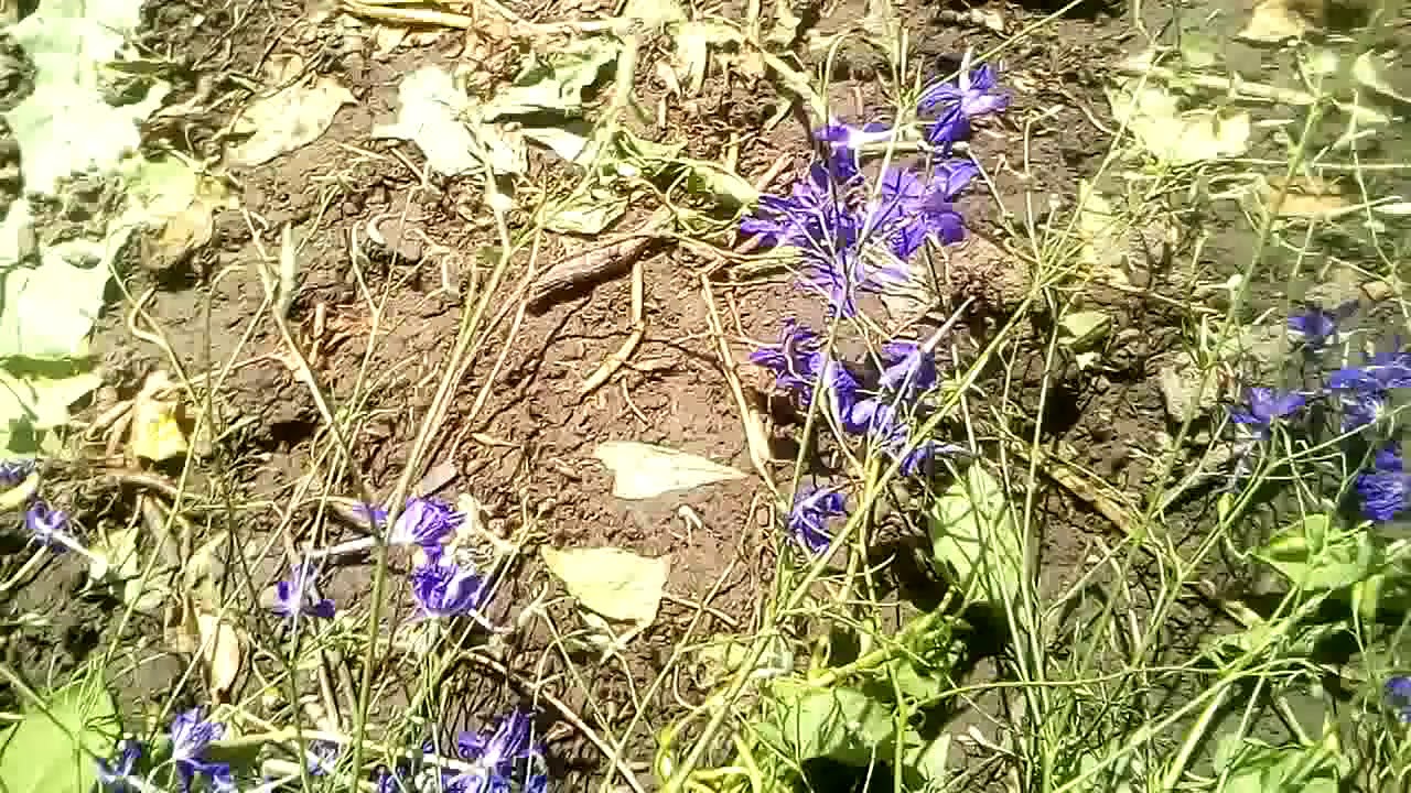 Coada rândunicii(137) - YouTube