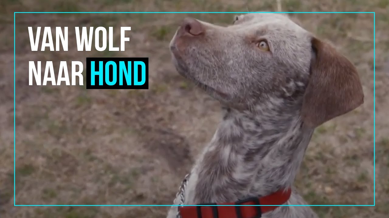 Hoe evolueerde de wolf naar hond? - YouTube