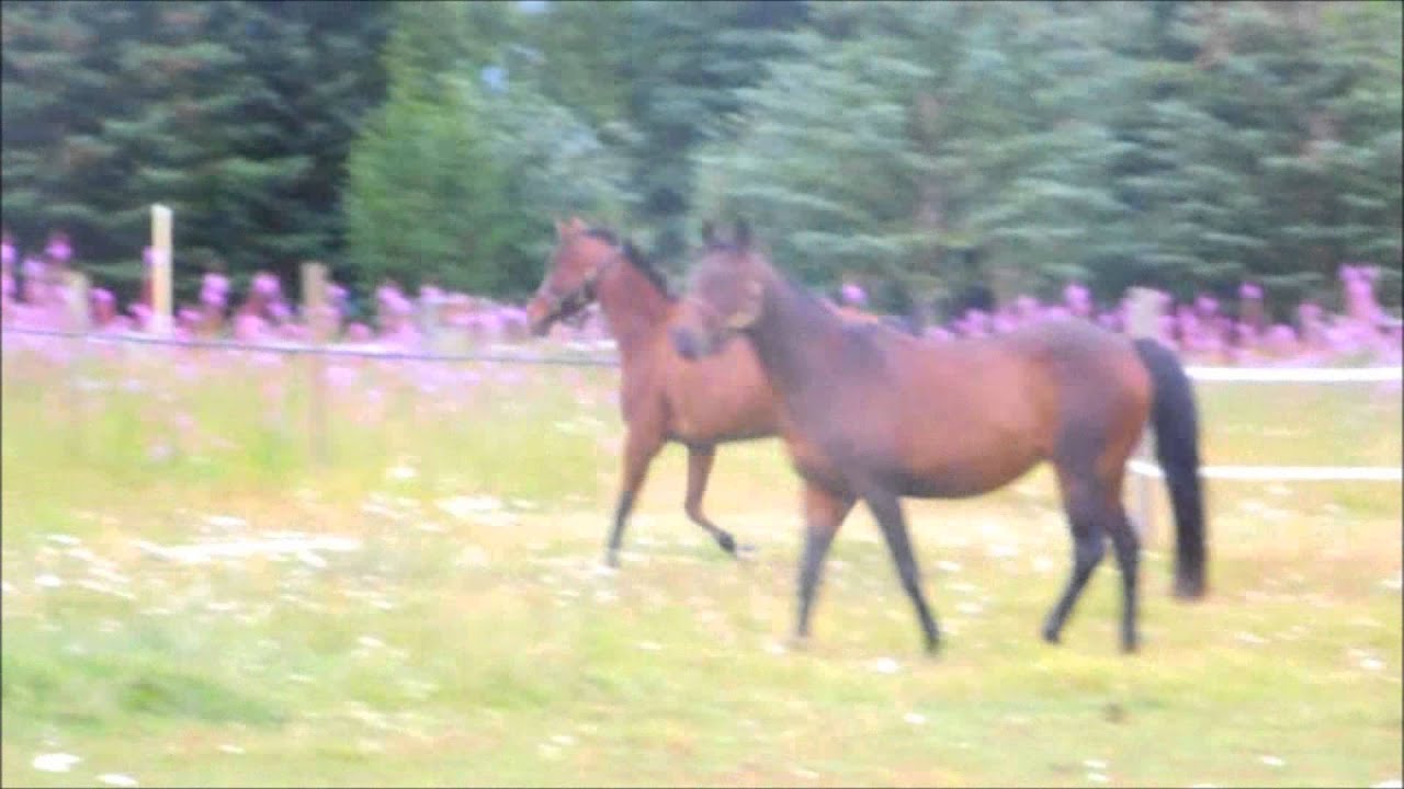 AHHJ RR next episode caked trap remix - YouTube