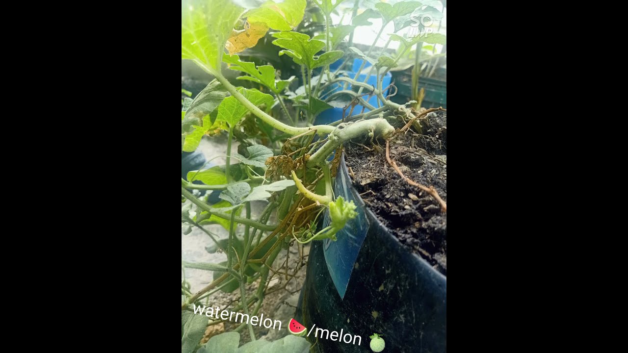 watermelon 🍉/melon 🍈 (cross. pollination watermelon to melon) - YouTube