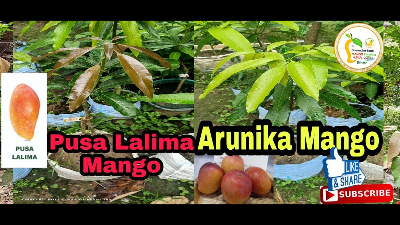 Arunika Mango Pusa Lalima Mango Plant Review पत्ते देखकर पहचान कैसे ...