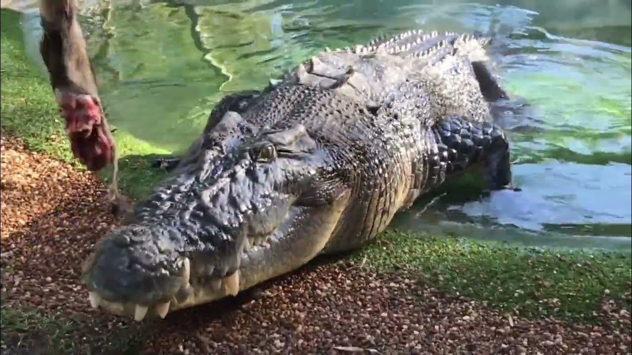 Top 10 Biggest Crocodiles Ever - YouTube