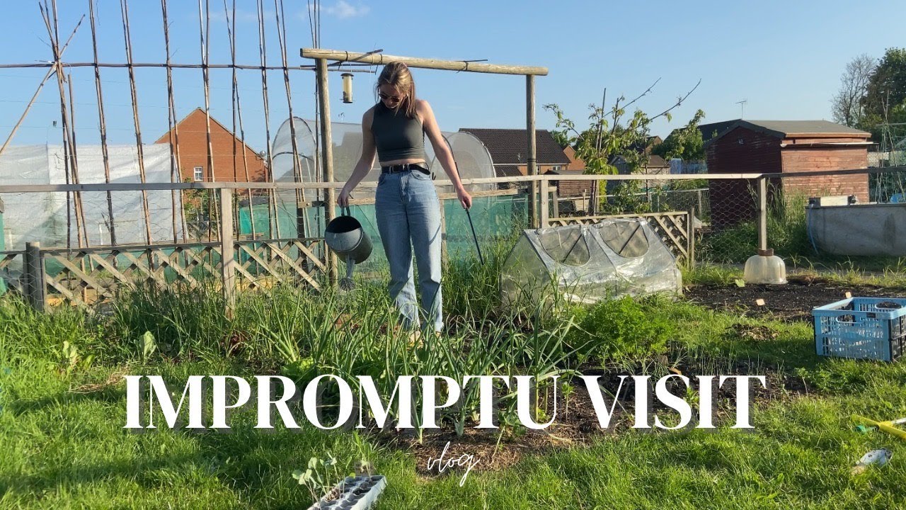 ALLOTMENT VLOG | Impromptu visit to the plot, thriving, - YouTube