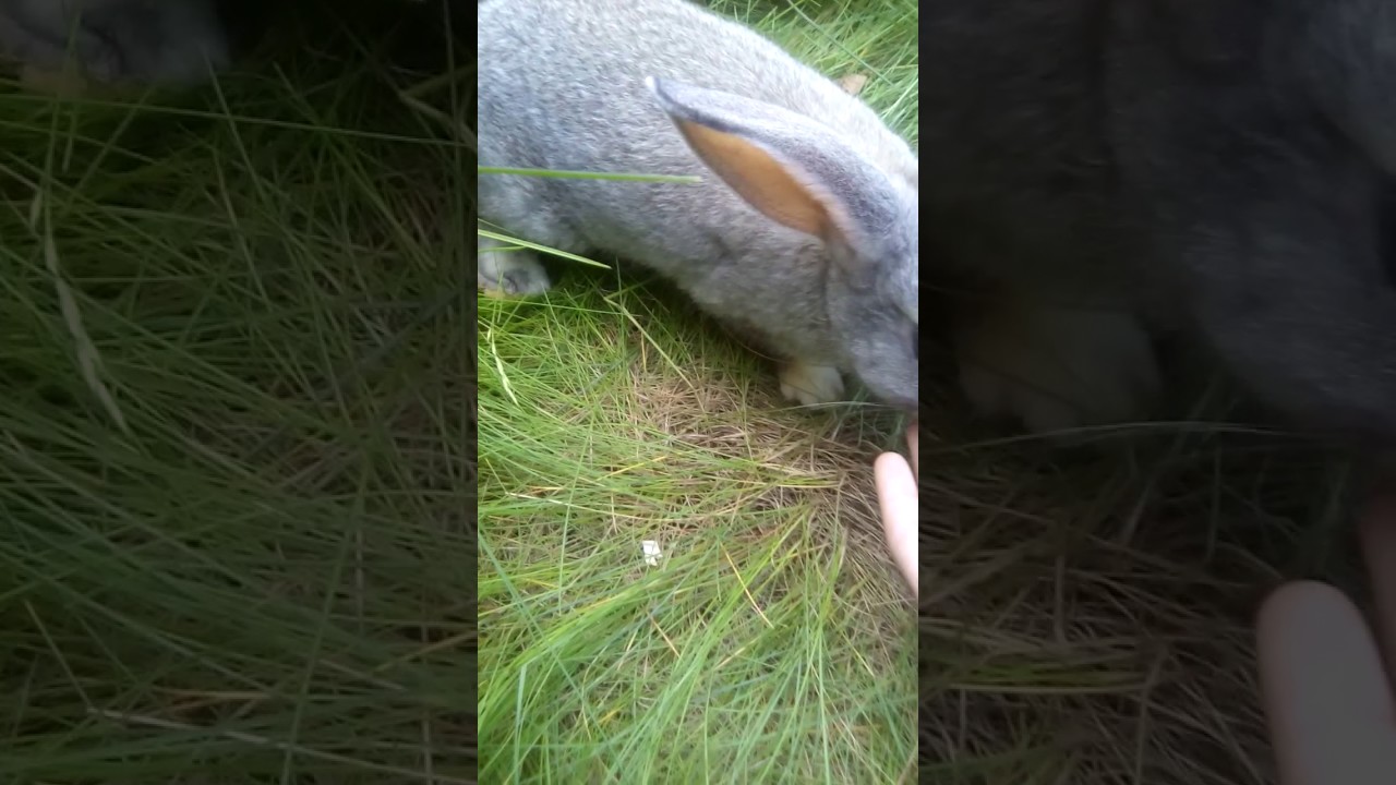 Tin tina toidze kurcxvita da tutiyushi - YouTube