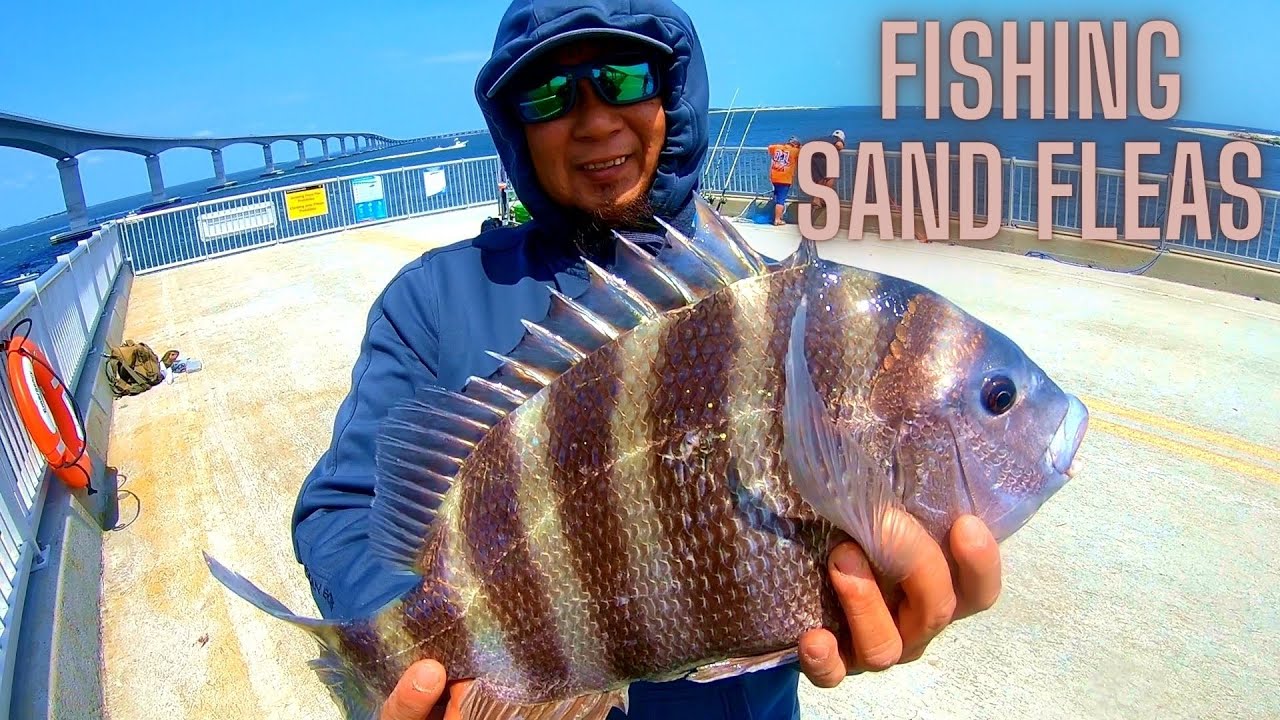 SUPRISE Catches while SHEEPSHEAD Fishing the Bonner Bridge!!! - YouTube