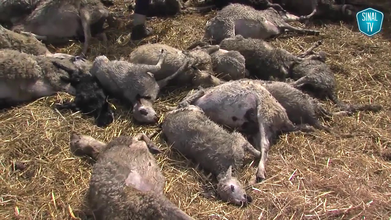 Exploração de ovelhas atacada por lobos - YouTube