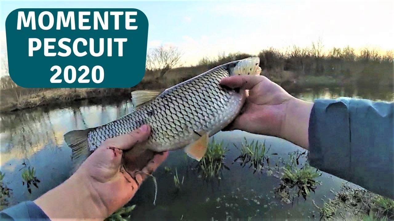 MOMENTE FRUMOASE la PESCUIT in 2020 - YouTube