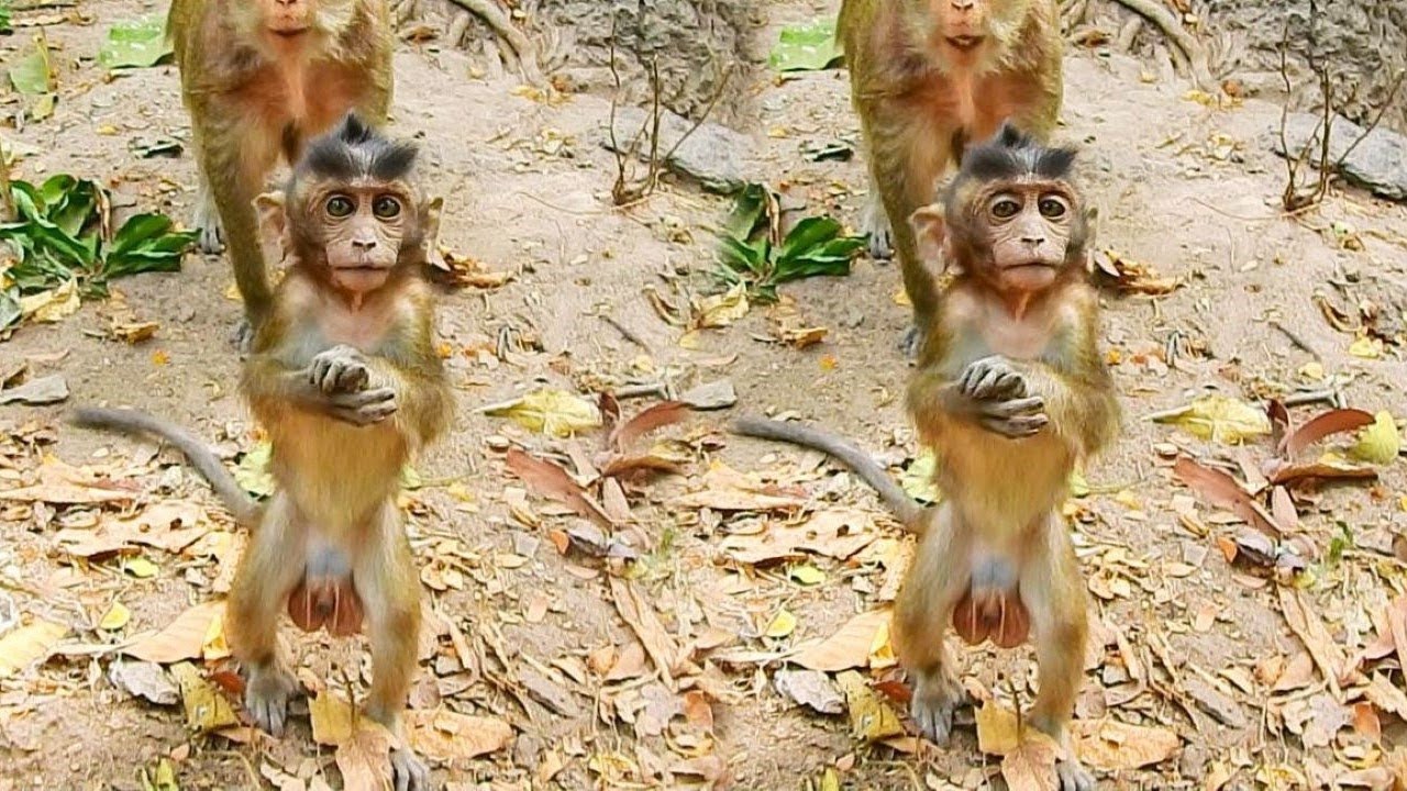 Really smart & Innocent baby Monkey stand up like human asking food ...