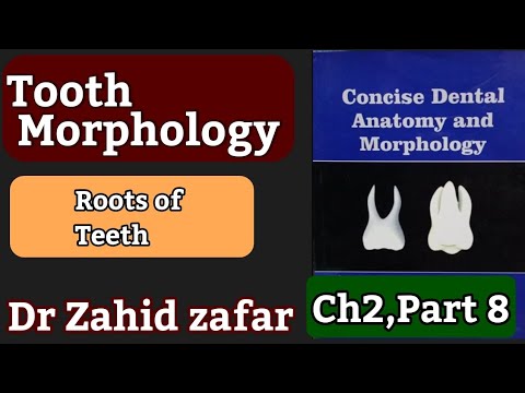 Ch 2 Part8 Roots of teeth #toothmorphology - YouTube