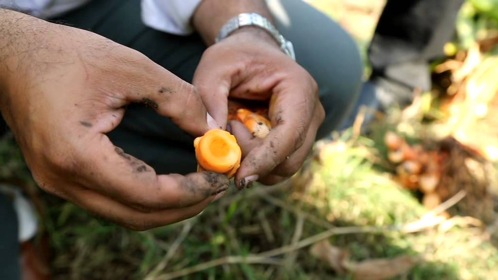 Advanced Bio-Agro Tech Limited Crop Sciences - Turmeric (Curcumin ...