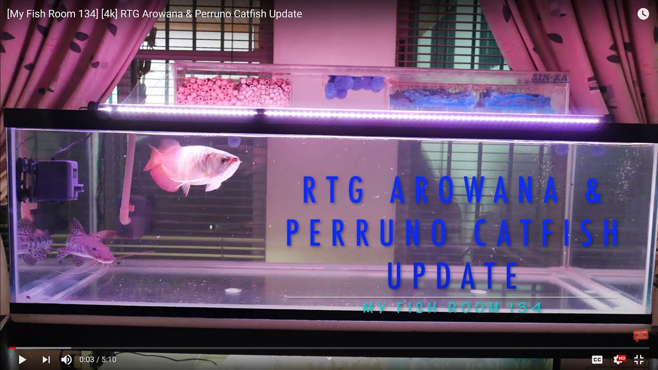 RTG Arowana & Perruno Catfish Update #f134 - YouTube