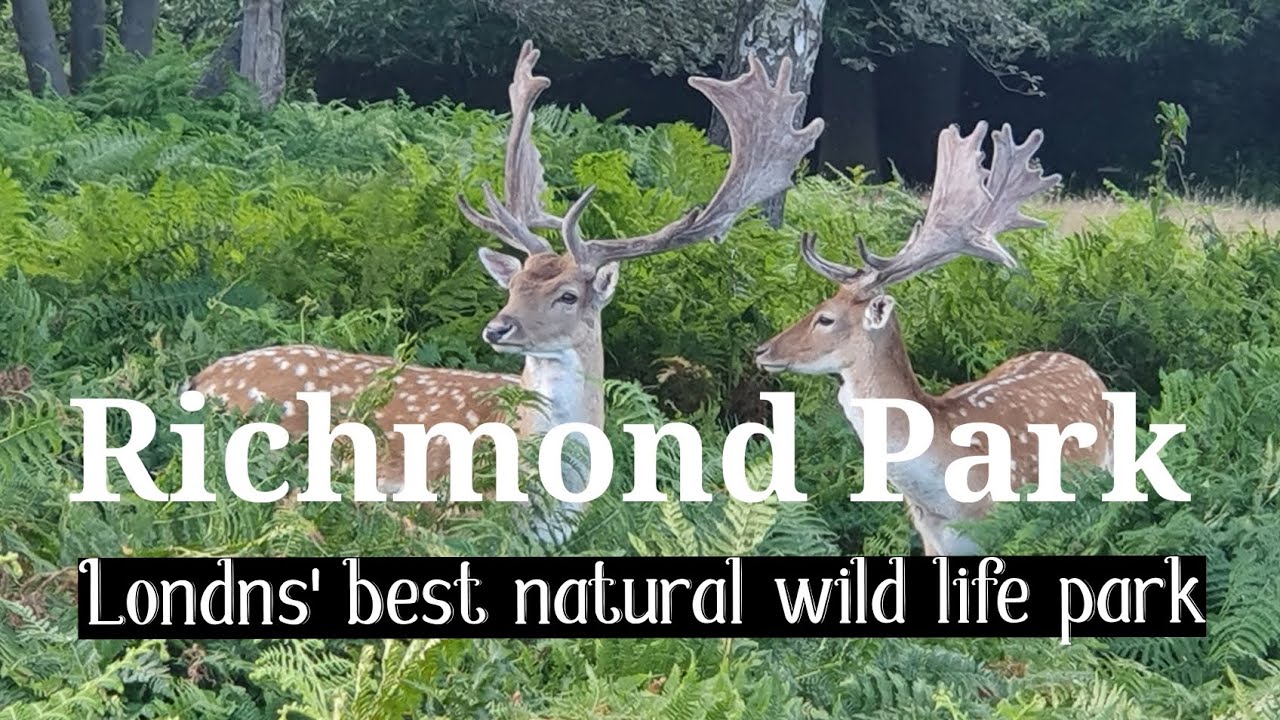 Richmond Park-London / Nature Reserve / English national heritage - YouTube