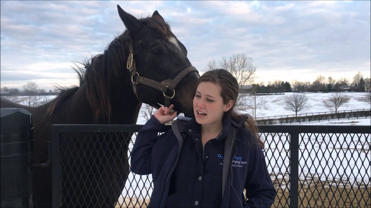 …Darley Flying Start 1st Year Trainee Views, January 2016 - YouTube
