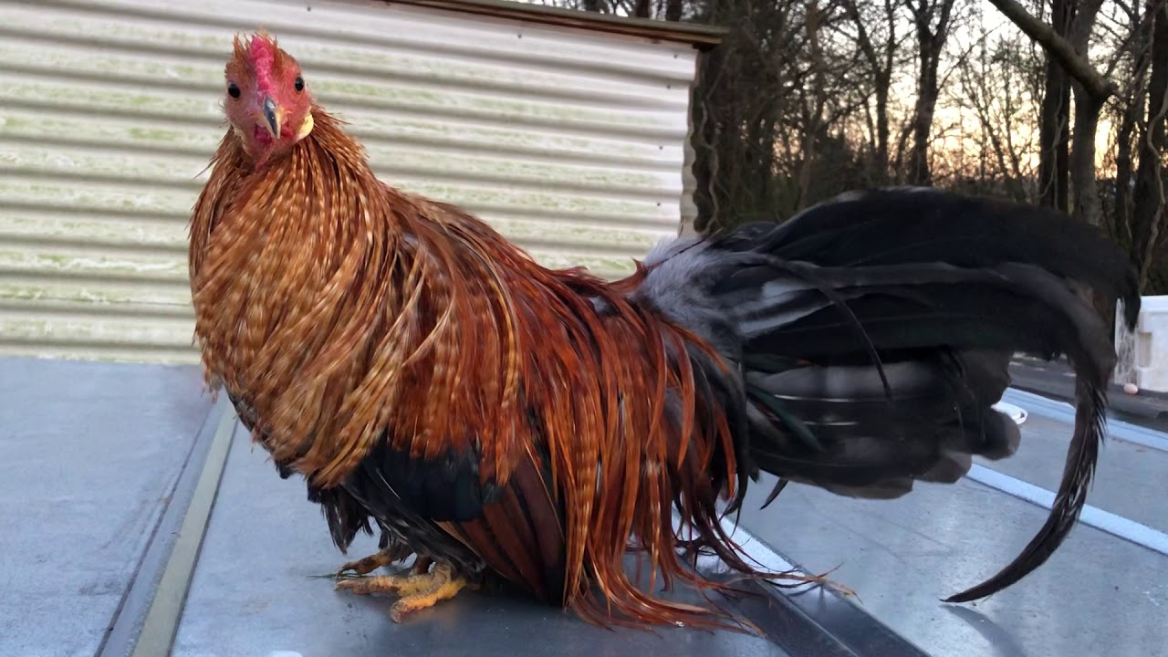 Tiger long tail bantam juvenile - YouTube