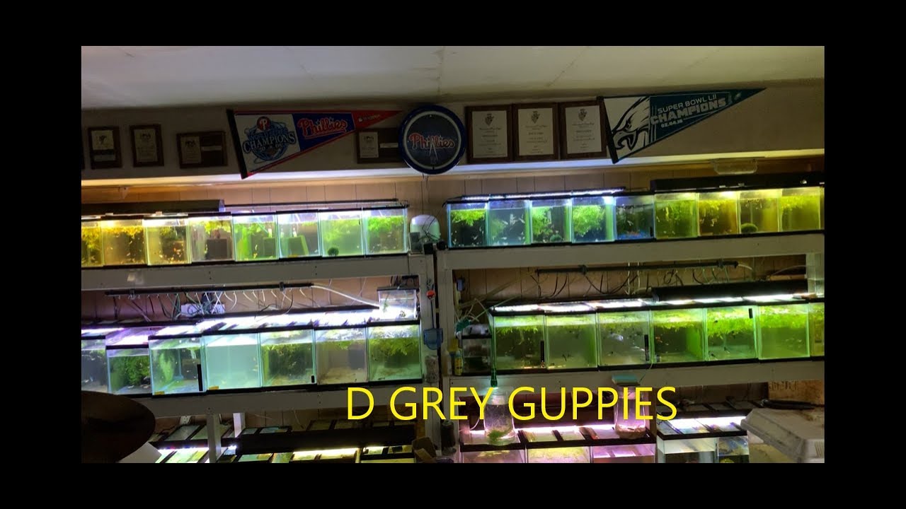 Part 3 of the Epic Massive Spectacular Fish Room Tour! - YouTube