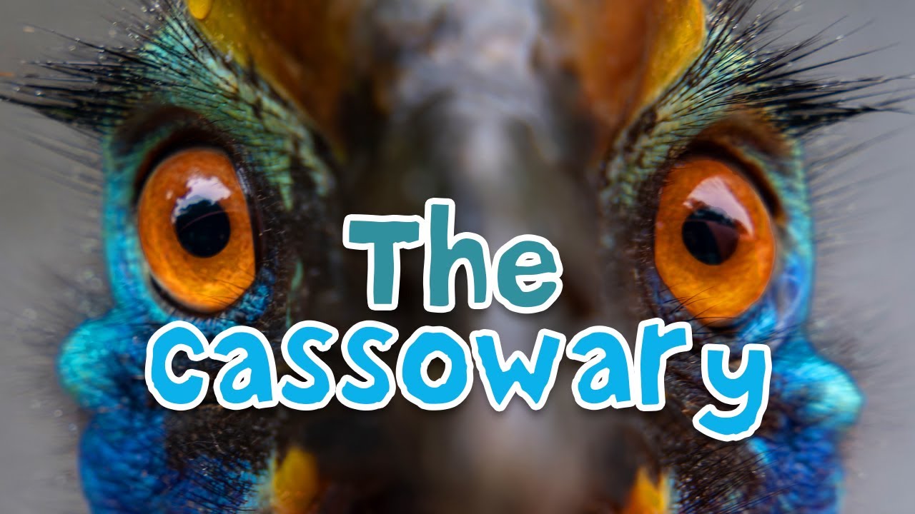 The Cassowary Bird: Dazzling and Dangerous #cassowary #animalfacts # ...