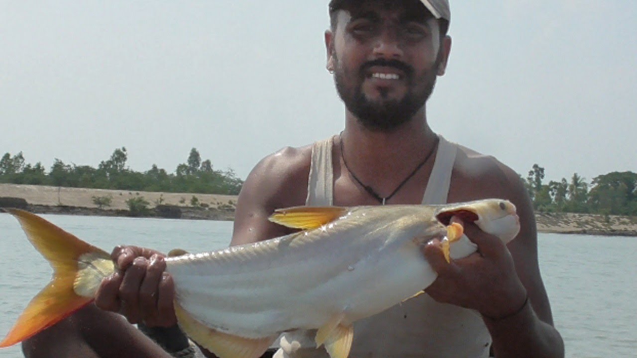 Pangas Fish Catching 2021 | Pangasius Fishing In Sundarban River ...