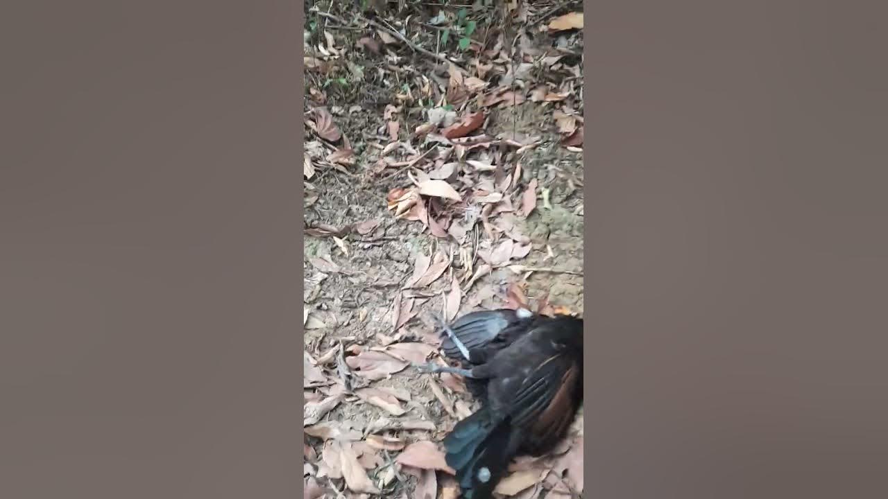 mu cuab qaib tuaj zoo kawg nb - YouTube