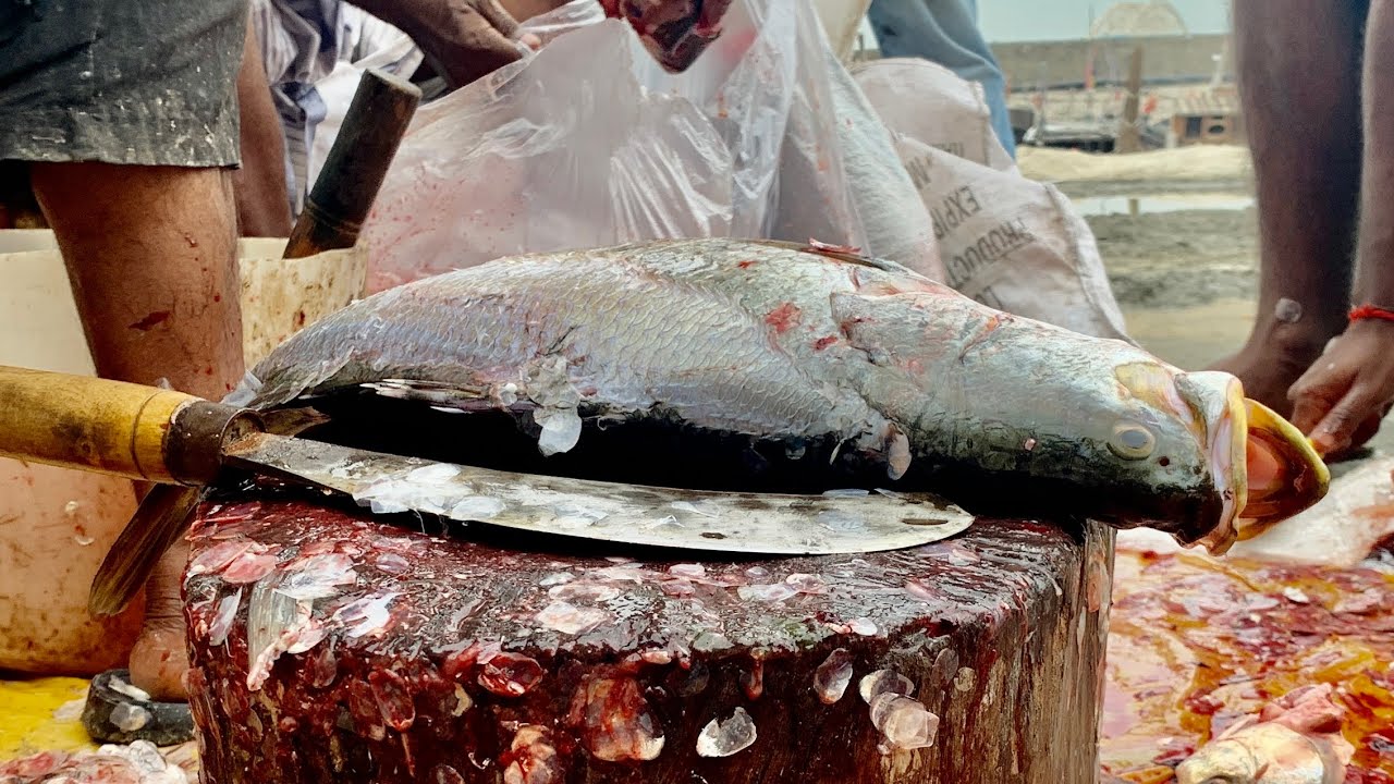 Fastest Coral Fish Cutting Live In Fish Market 2023 | CTG Fishing Life ...