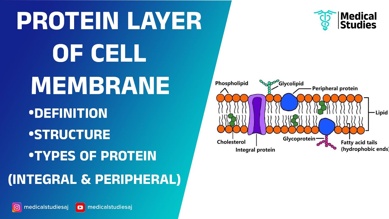 Protein layer of cell membrane| Biology | Cell physiology I Medical ...
