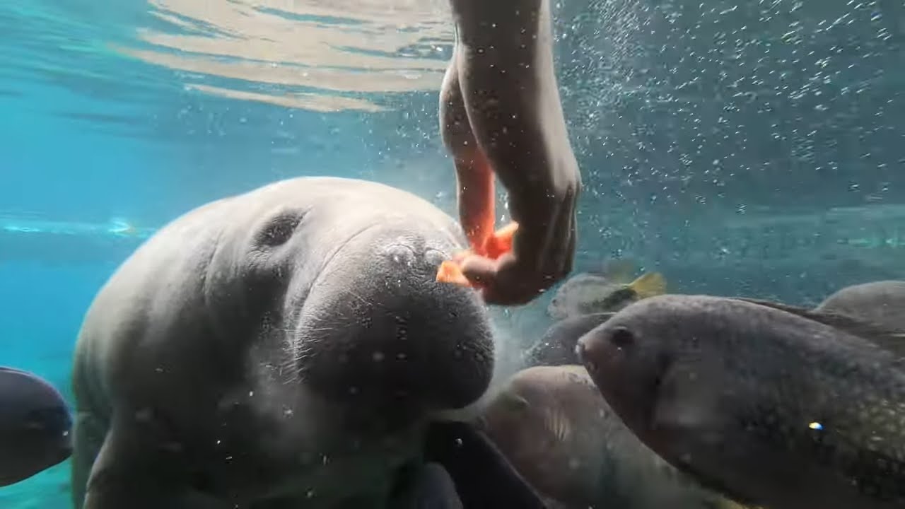 ZEEKOEIEN VOEREN bij Burgers' Zoo | 🔴 Live video 🔴 - YouTube